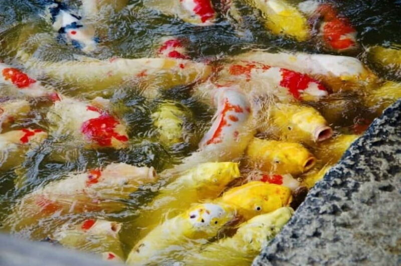 1-Day Tour from Okayama: Kurashiki, Gardens & Okayama Castle - Frequently Asked Questions