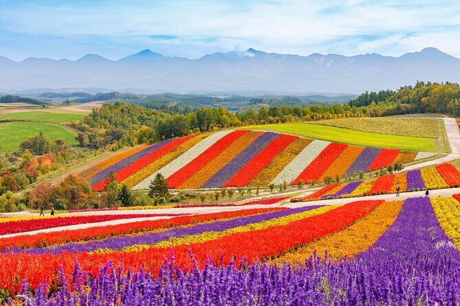 1 Day Tour from Sapporo Blue Pond and Hills of Seasonal Colors - Key Points