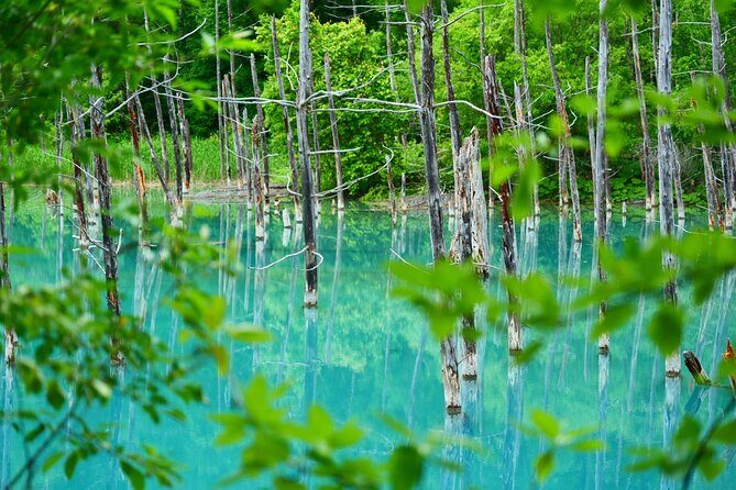1 Day Tour from Sapporo Blue Pond and Hills of Seasonal Colors - An Introduction to the Experience
