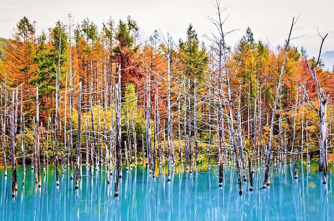 1 Day Tour from Sapporo Blue Pond and Hills of Seasonal Colors - FAQ