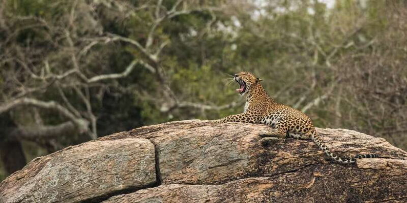 1-Day Tour of Both Yala and Udawalawe National Parks - Key Points