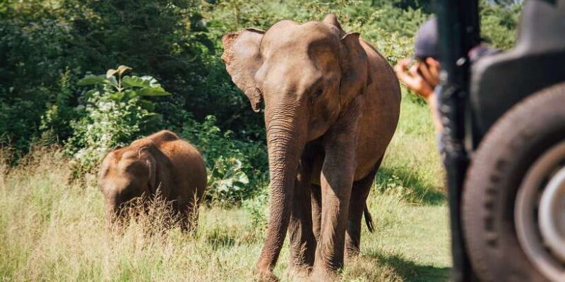 1-Day Tour of Both Yala and Udawalawe National Parks - Frequently Asked Questions