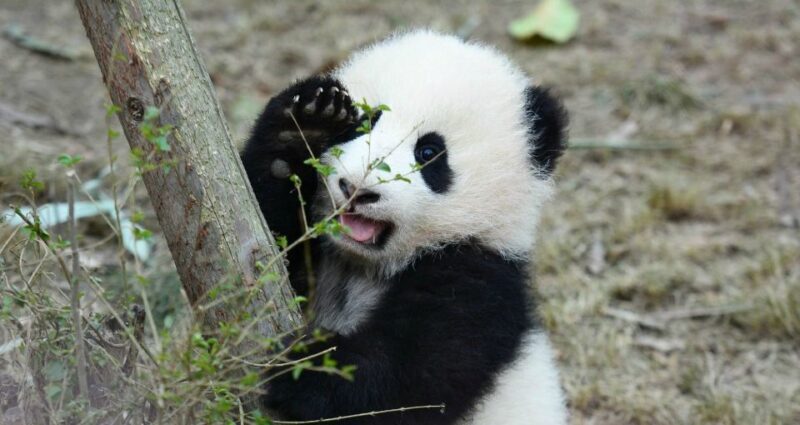 1-day Tour of Chengdu Panda and Sanxingdui Museum - Who Should Consider This Tour