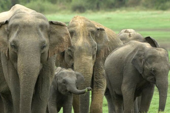 1 Day tour to Yala National Park or Udawalawe National Park - Udawalawe National Park: The Elephant Sanctuary