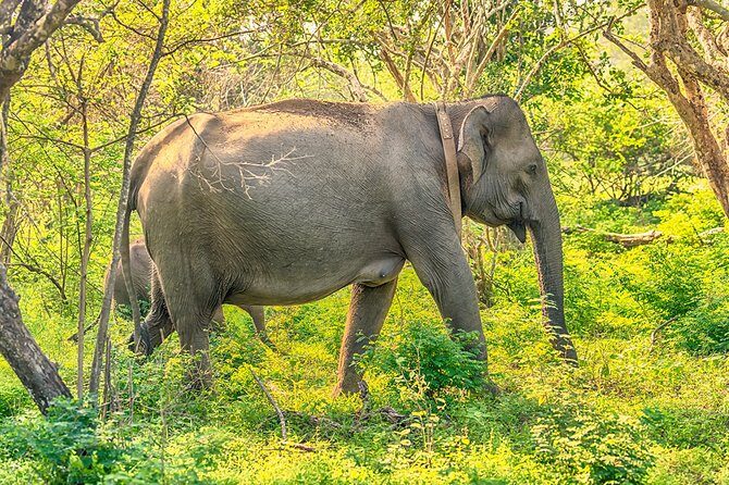 1 Day tour to Yala National Park or Udawalawe National Park - The Practical Details