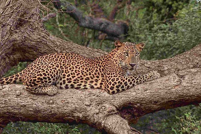 1 Day tour to Yala National Park or Udawalawe National Park - Authenticity and Trust: What Travelers Say