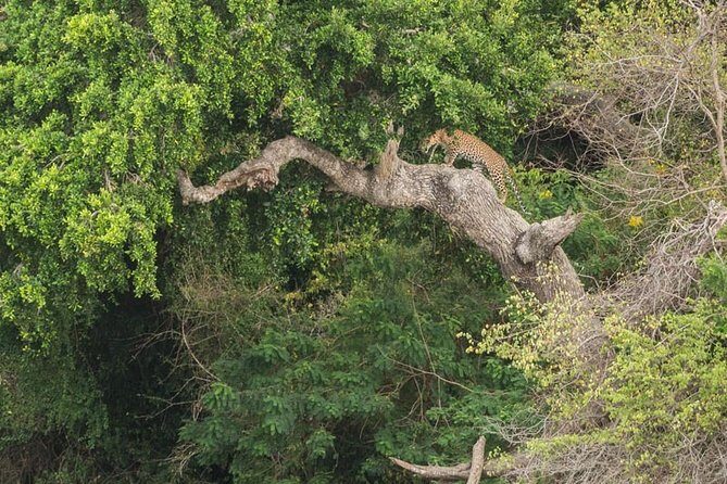 1 Day tour to Yala National Park or Udawalawe National Park - Final Thoughts: Is This Tour Right for You?