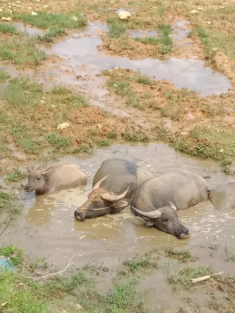 1 DAY Trek the Most Beautiful Villages of Sapa & Local Guide - Key Points