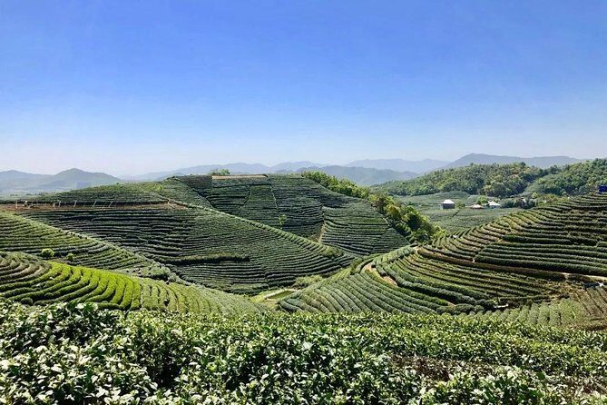 1-day Village Tea Picking, Roasting & Serving Guided Private Tour from Hangzhou - Who Will Love This Tour?
