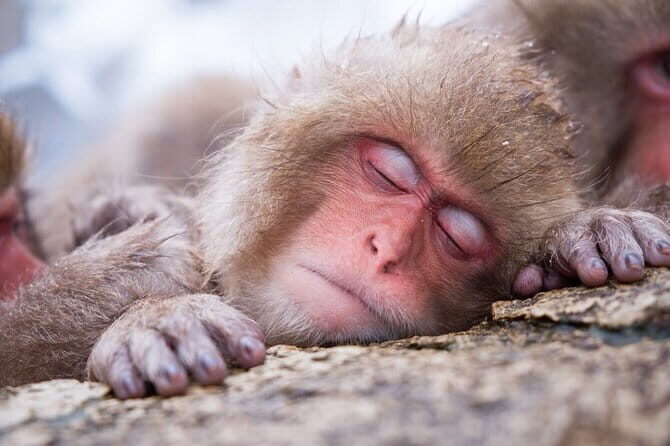 1-Day Winter Tour From Nozawa Onsen: Snow Monkeys, Zenko-ji Temple & Sake - Key Points