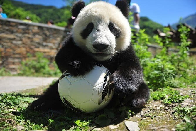 1 Day Wolong Panda Nature Reserve Tour - Introduction