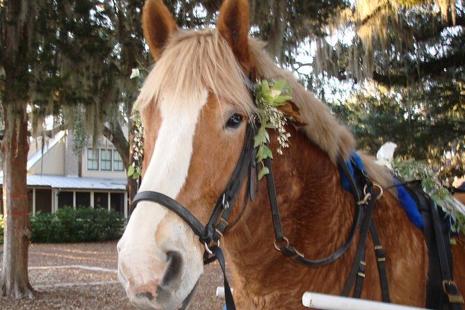 #1 Historical Horse Drawn Carriage Tour - An Authentic and Relaxed Way to Explore Beaufort