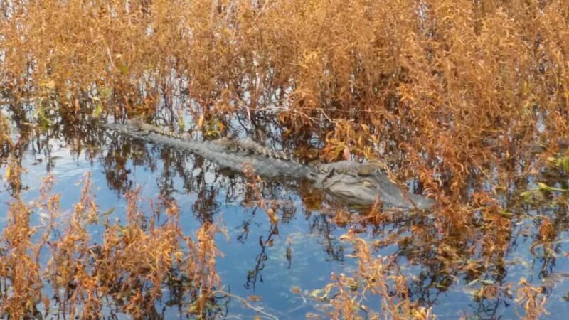 1 Hour Airboat Everglade Tour - Key Points