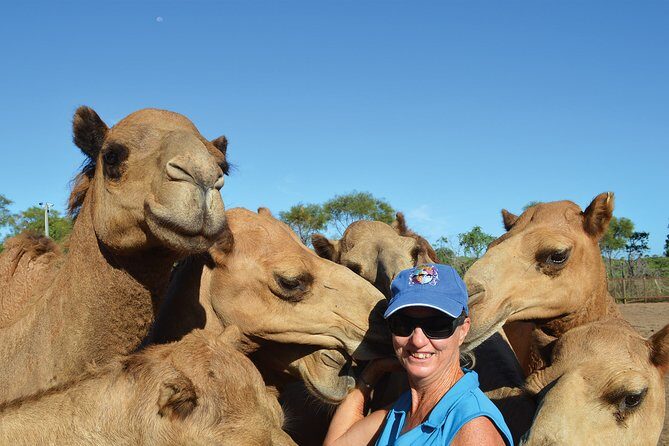 1 Hour Broome Sunset Camel Tour - The Value of the Tour