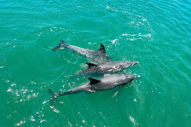 1 Hour Deluxe Scenic Dolphin Cruise - The Practicalities: What’s Included and What’s Not