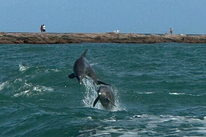 1 Hour Dolphin Dash - What to Expect from the 1-Hour Dolphin Dash