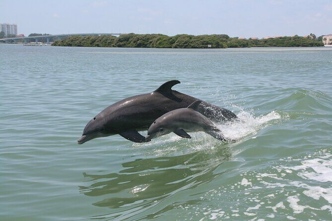 1-hour Dolphin Sightseeing Adventure Cruise from Madeira Beach - Why Choose This Dolphin Cruise?