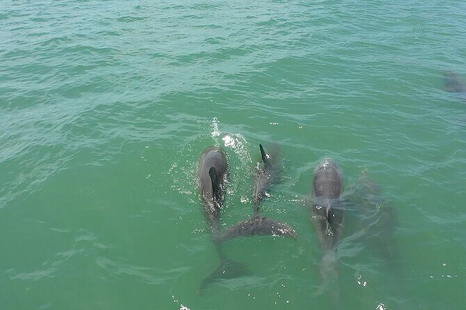 1-hour Dolphin Sightseeing Adventure Cruise from Madeira Beach - Who Will Love This Tour?