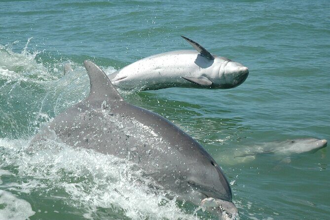 1-hour Dolphin Sightseeing Adventure Cruise from Madeira Beach - FAQ