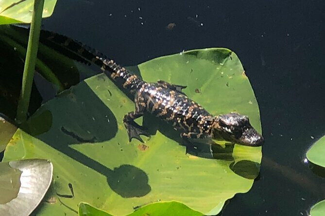 1 Hour Everglades Airboat Tour Central Florida - Practical Tips for Your Tour