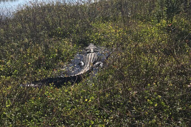 1 Hour Everglades Airboat Tour Central Florida - Cancellation and Booking Policies