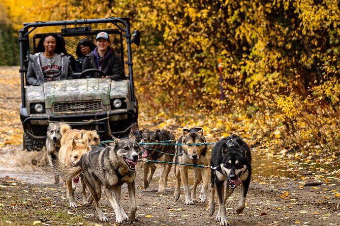1 Hour Fall Sled Dog Experience in Two Rivers - Unveiling the 1 Hour Fall Sled Dog Experience in Two Rivers