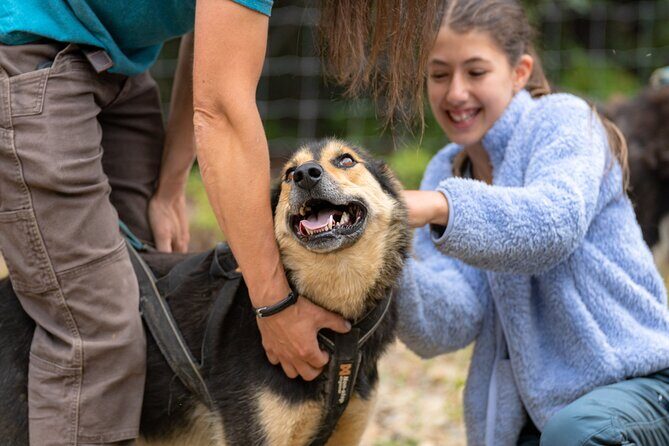1 Hour Fall Sled Dog Experience in Two Rivers - Key Points