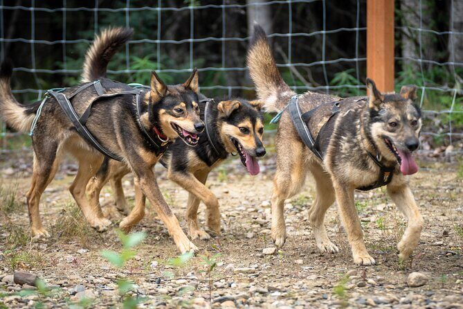 1 Hour Fall Sled Dog Experience in Two Rivers - Frequently Asked Questions