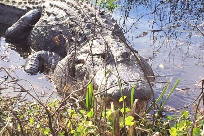 1 Hour Florida Everglades Wildlife Tour - What to Expect from the 1 Hour Florida Everglades Wildlife Tour