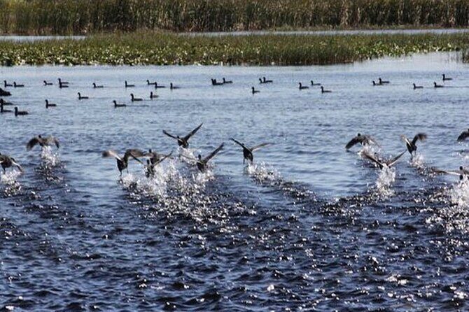1 Hour Florida Everglades Wildlife Tour - Why the 1 Hour Tour Offers a Good Balance of Value