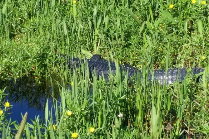 1 Hour Florida Everglades Wildlife Tour - Frequently Asked Questions