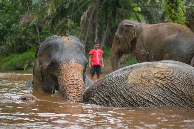 1-Hour Guided Khaolak Elephant Sanctuary Observation Tour - Transportation, Group Size, and Other Practical Details