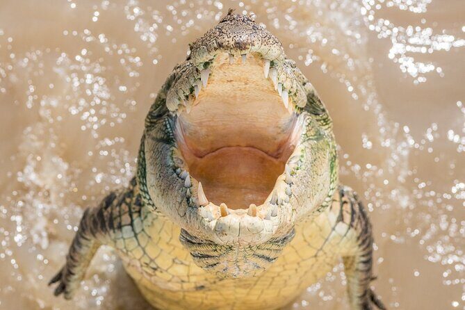 1 Hour Jumping Crocodile Cruise on the Adelaide River - The Sum Up