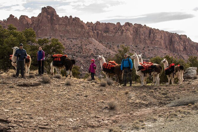 1-Hour Llama Hike Family Friendly and Fun - Key Points