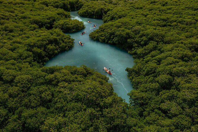 1 Hour Mangrove Kayak Tour - A Detailed Look at the Bonaire Mangrove Kayak Tour