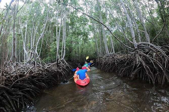 1 Hour Mangrove Tour From Lembongan with Kayak, Paddle, or Boat - Discovering the Mangrove Forest: What This Tour Is All About