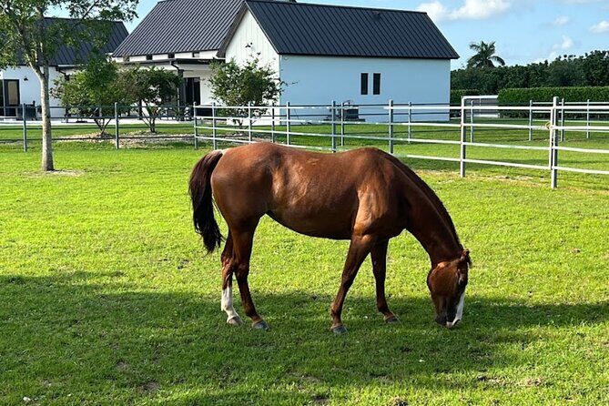 1 hour of ATV + 1 hour horse ride-- free videos and pictures - Who Will Love This Adventure?