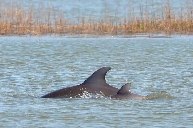 1 Hour Private Dolphin Tour Hilton Head Island - Why This Tour Stands Out