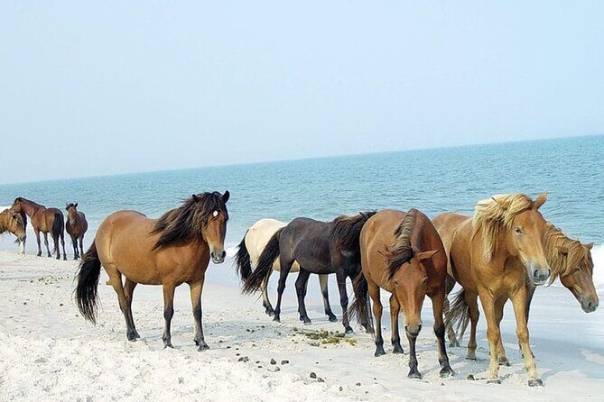 1-Hour Private Party Assateague Island Pony Cruise in Ocean City - The Itinerary and Experience