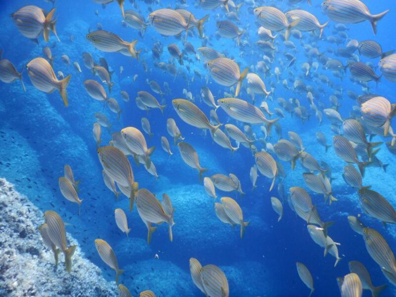 1-Hour Snorkeling Tour in Paraggi Bay, Portofino - What’s Included and Practicalities