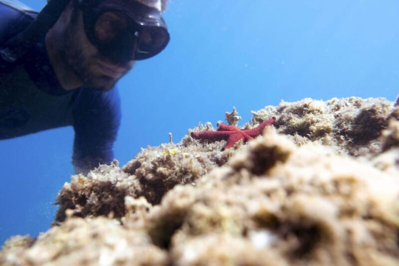 1-Hour Snorkeling Tour in Paraggi Bay, Portofino - Authentic Feedback from Participants