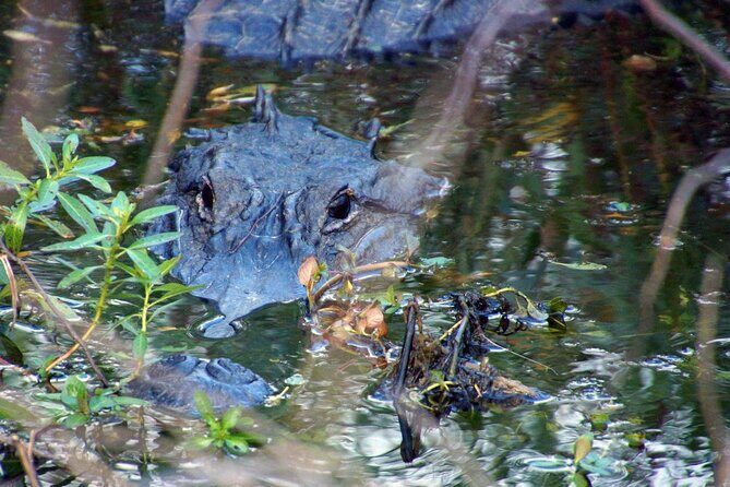 1 Hour Sunset Airboat Tour - A Practical Look at the Experience