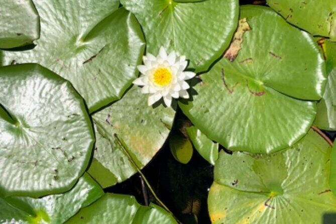 1 Hour Sunset Airboat Tour - Who Will Love This Tour?