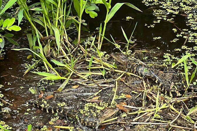 1 Hour Sunset Airboat Tour - The Sum Up