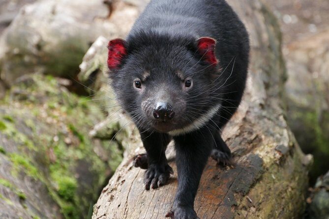 1-Hour Tasmanian Devil Feeding Day Tour at Cradle Mountain - Introduction