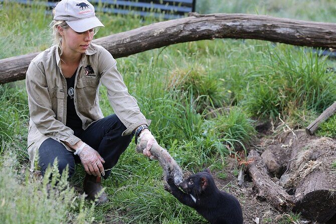 1-Hour Tasmanian Devil Feeding Day Tour at Cradle Mountain - The Experience in Detail