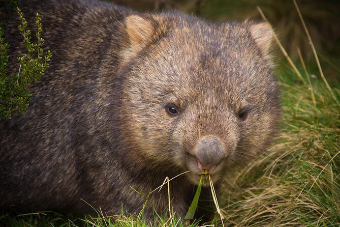 1-Hour Tasmanian Devil Feeding Day Tour at Cradle Mountain - Authenticity and Conservation