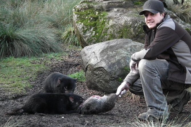 1-Hour Tasmanian Devil Feeding Day Tour at Cradle Mountain - Final Thoughts
