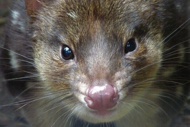 1-Hour Tasmanian Devil Feeding Day Tour at Cradle Mountain - Frequently Asked Questions