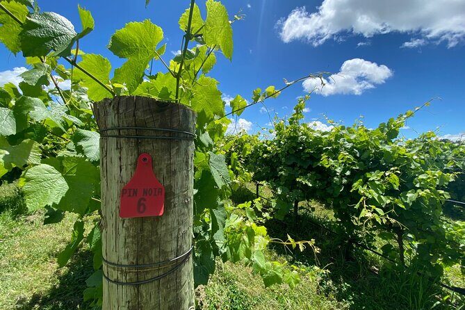 1 Hour Wine tasting at Ross Hill Wines in Orange NSW - Who Will Love This Experience?